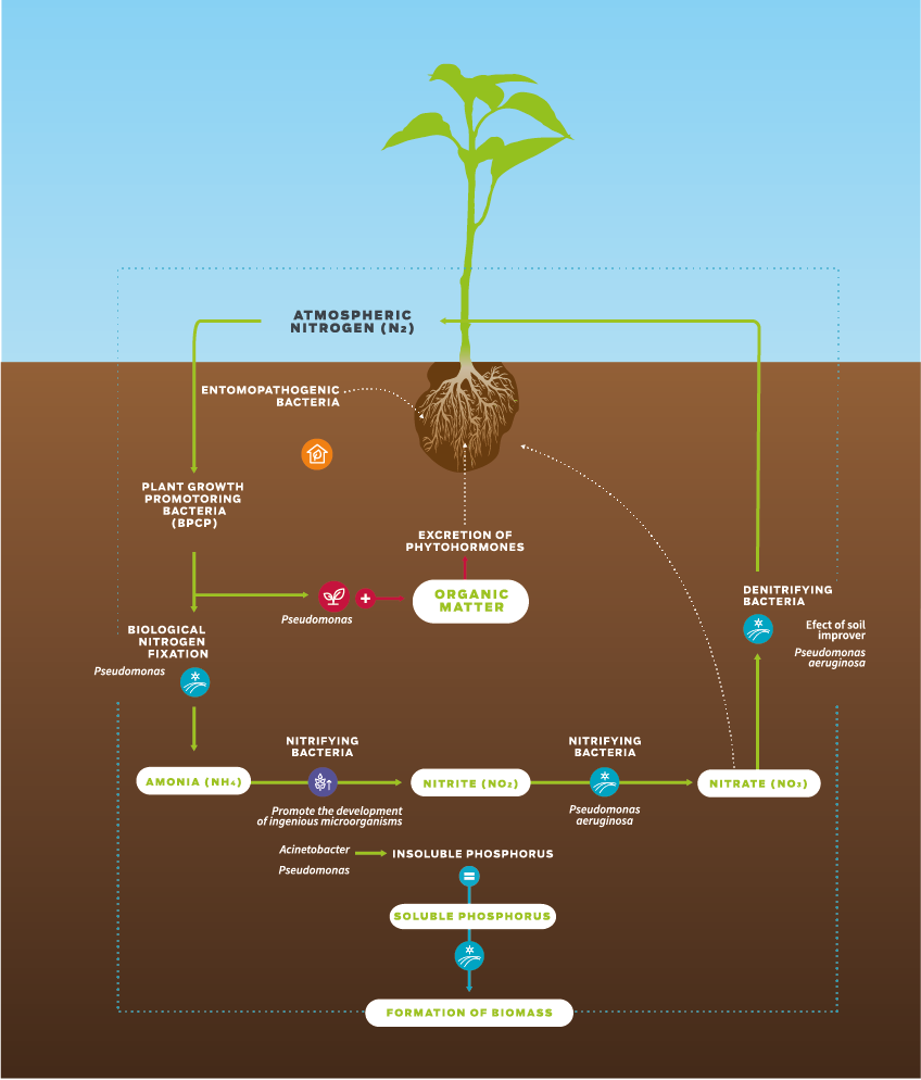 LIVENTIA | Beneficial Microbes for Soil and Plant Improvement